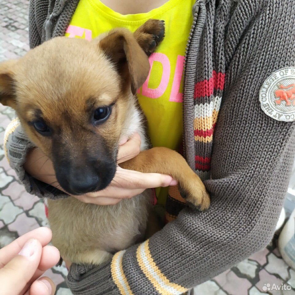 Собака щеночек