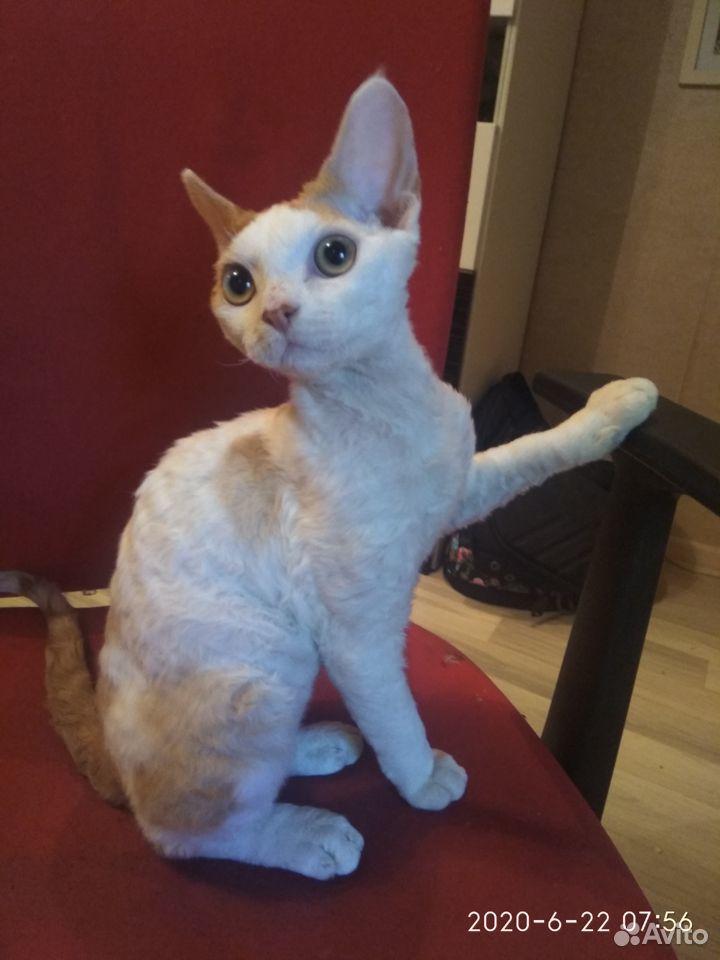 Девон Рекс Принц Луиз