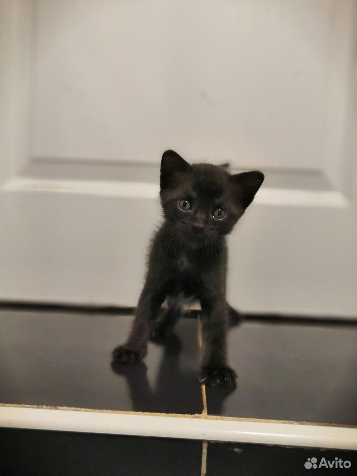 Котики