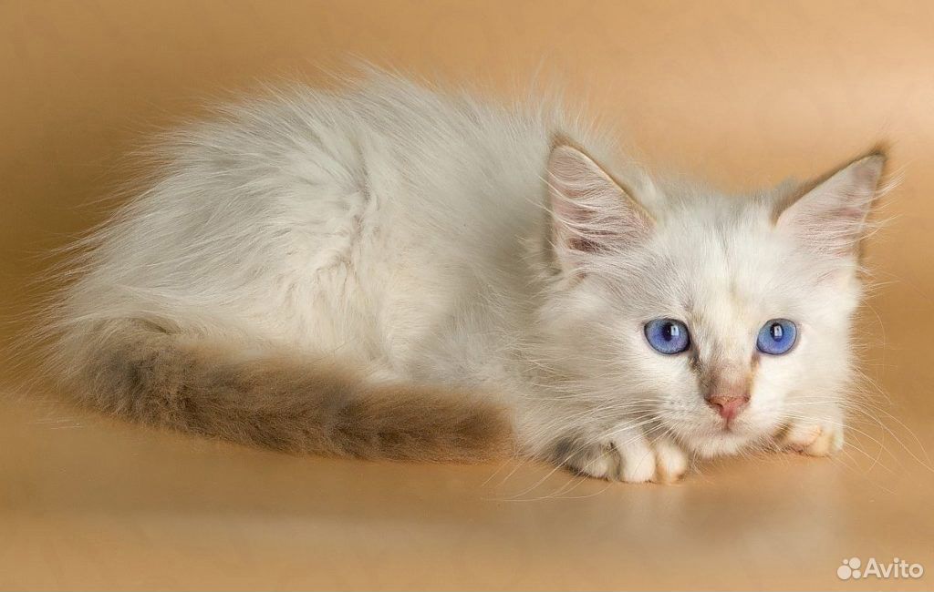 Две чудесные голубоглазые девочки в добрые руки