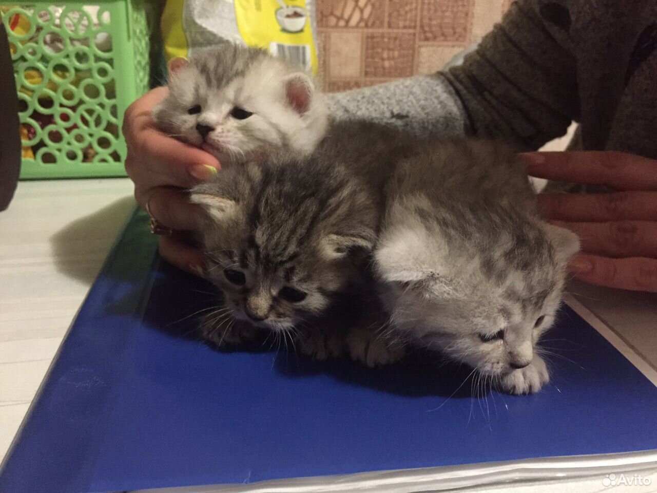 Продам котят