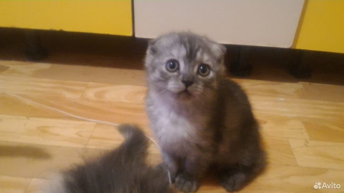 Шотландские котята