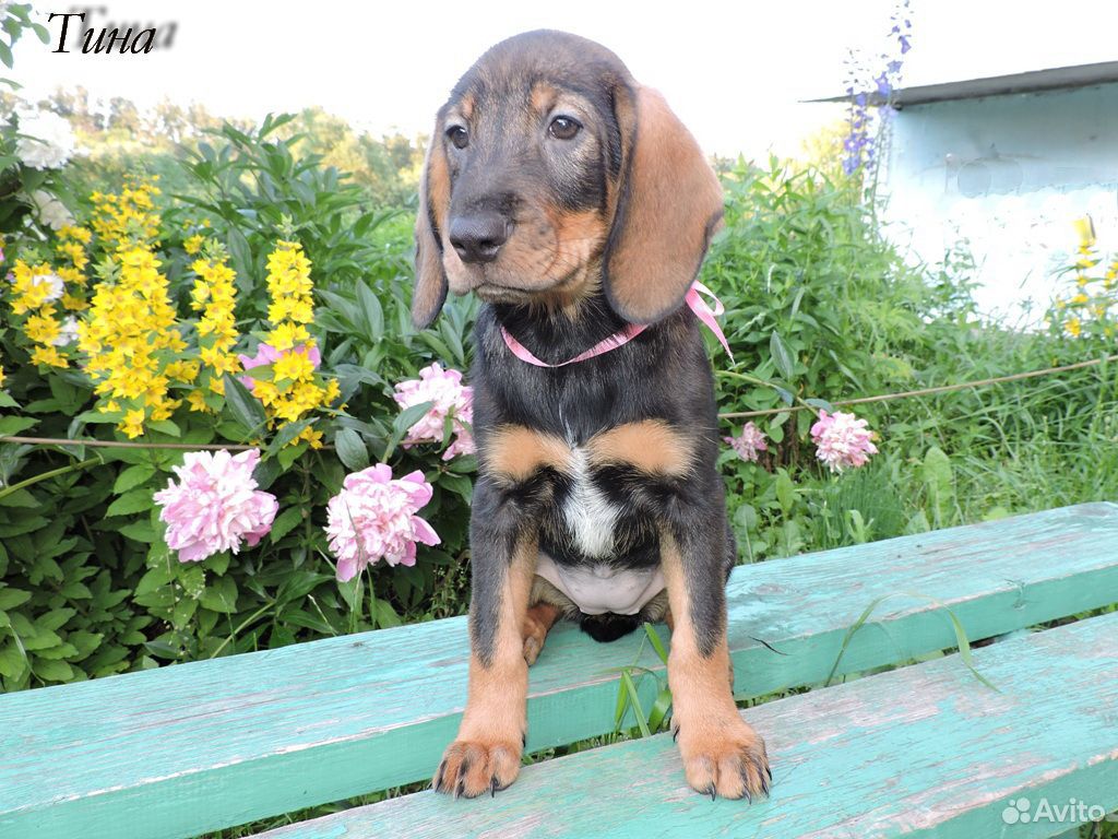 Кунхаунд щенок девочка