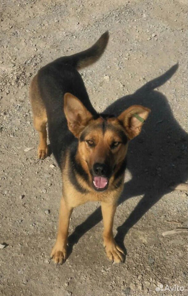 Собака, метис (фенотип овчарки)