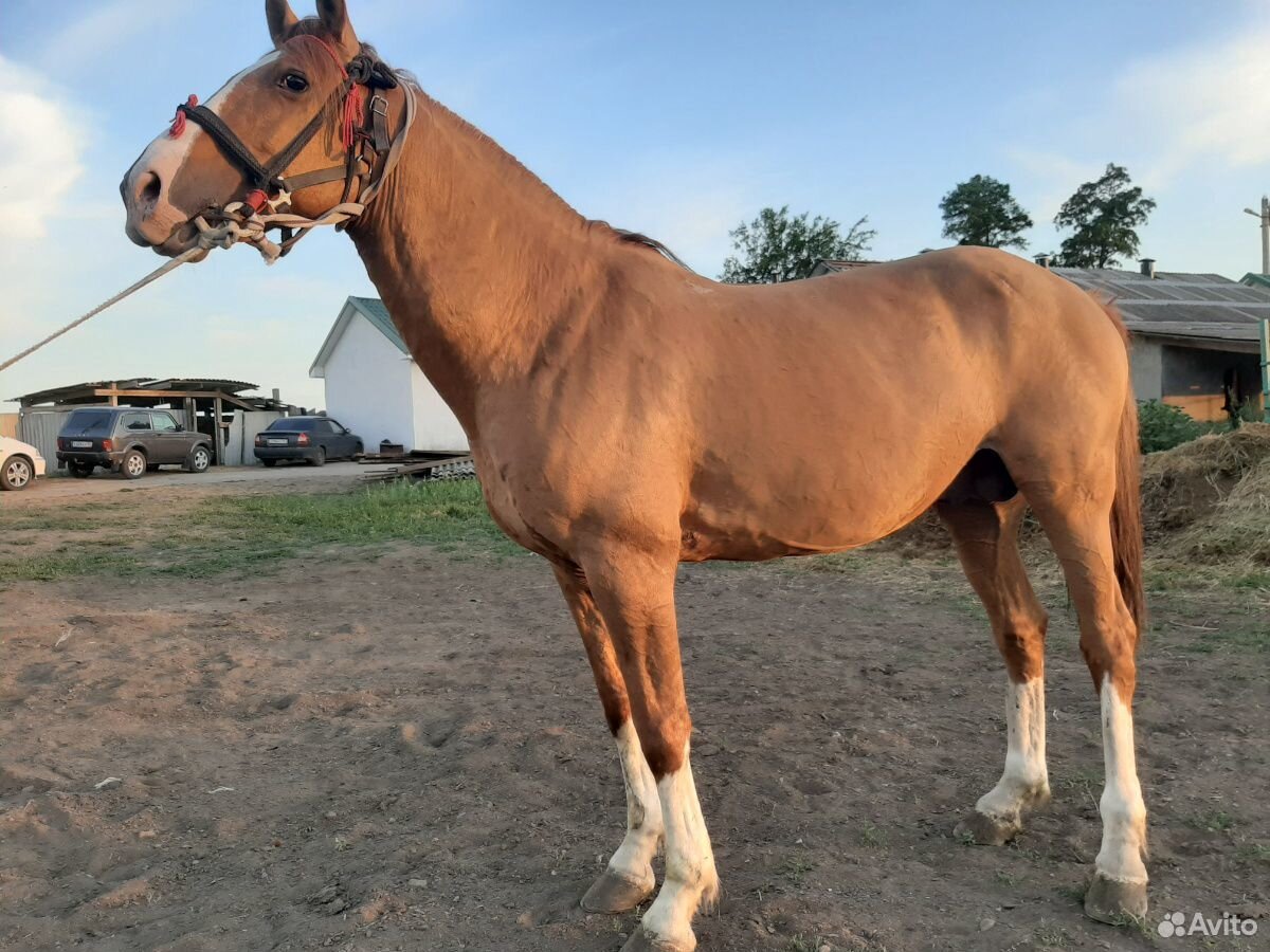 Лошадь Донская Порода Жеребец 6 лет