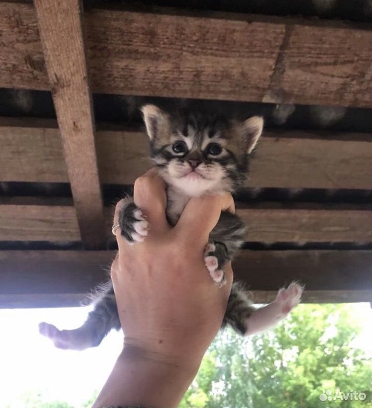 Котёнок тигровый девочка