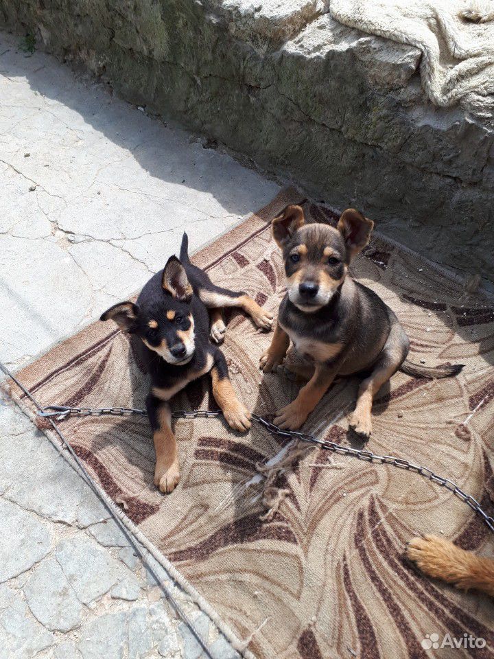 Отдам в заботливые руки,щенки ягдтерьра