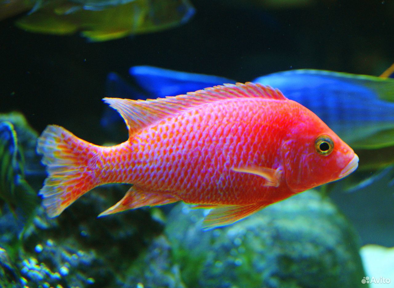 Отдам бесплатно Аулонокары