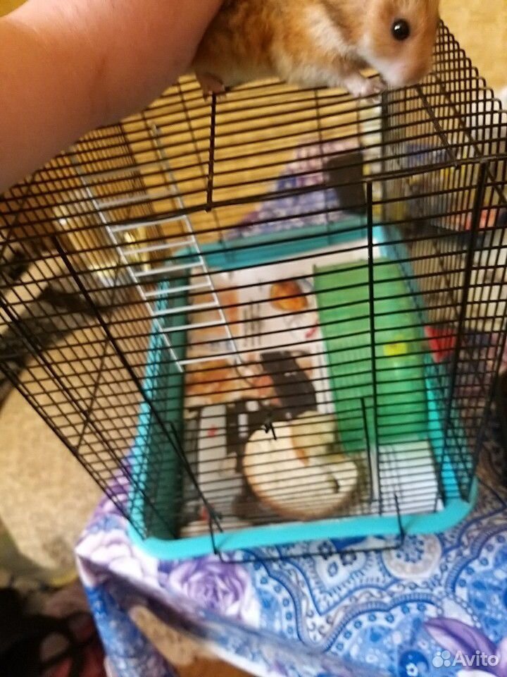 Сирийский хомяк