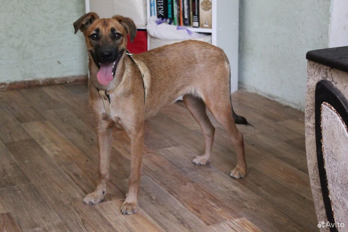 Прада в добрые руки