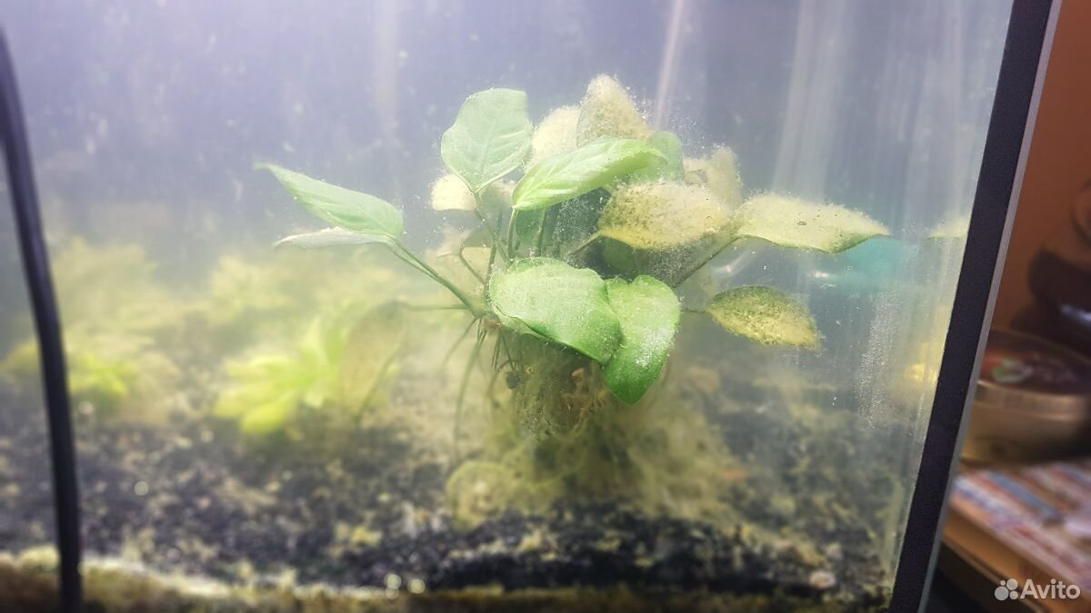 Куст анубиаса бесплатно