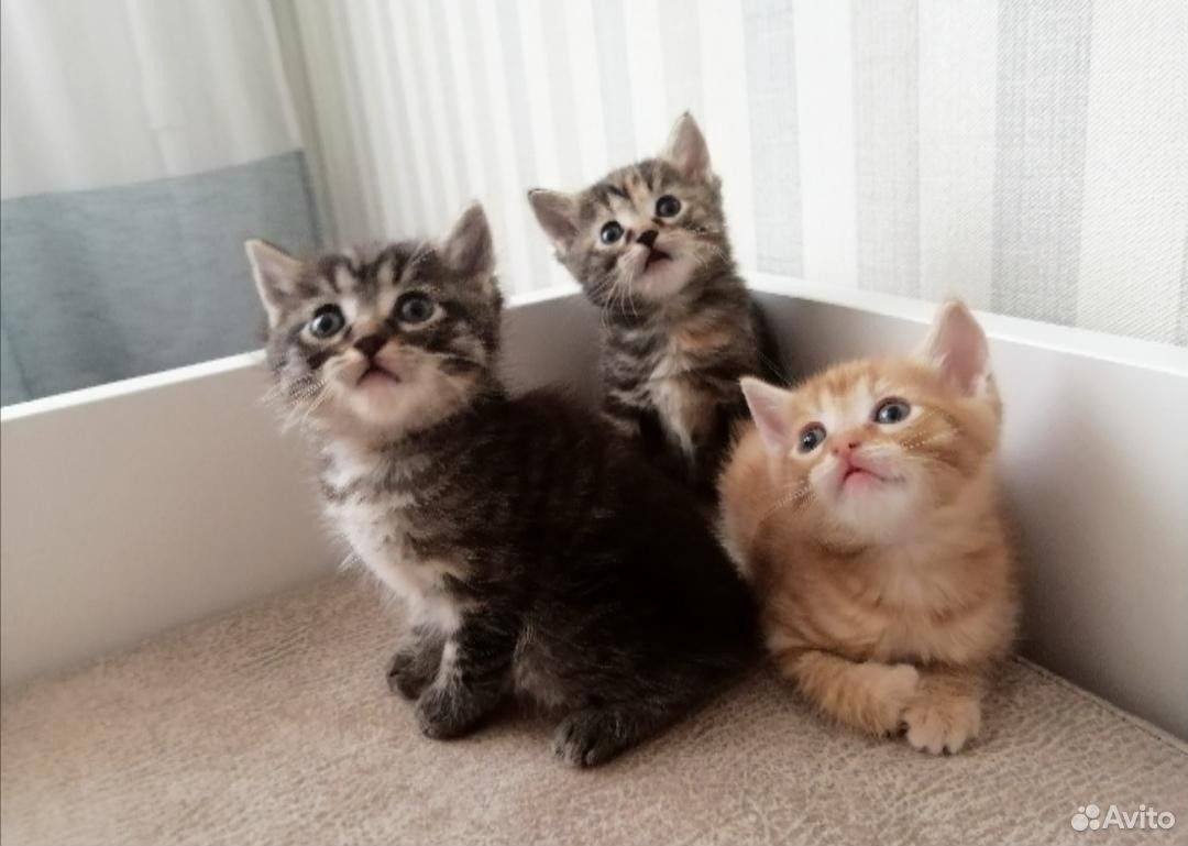 Курильский бобтейл