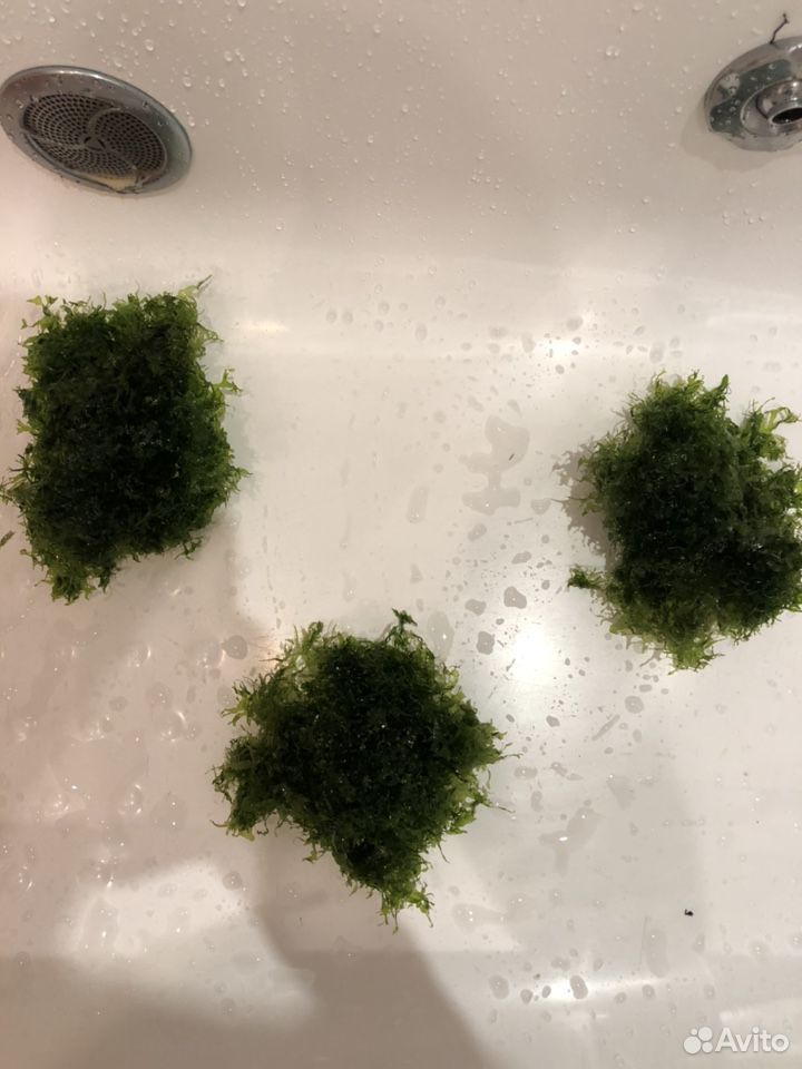 Растение в аквариум (лрмариопсис)