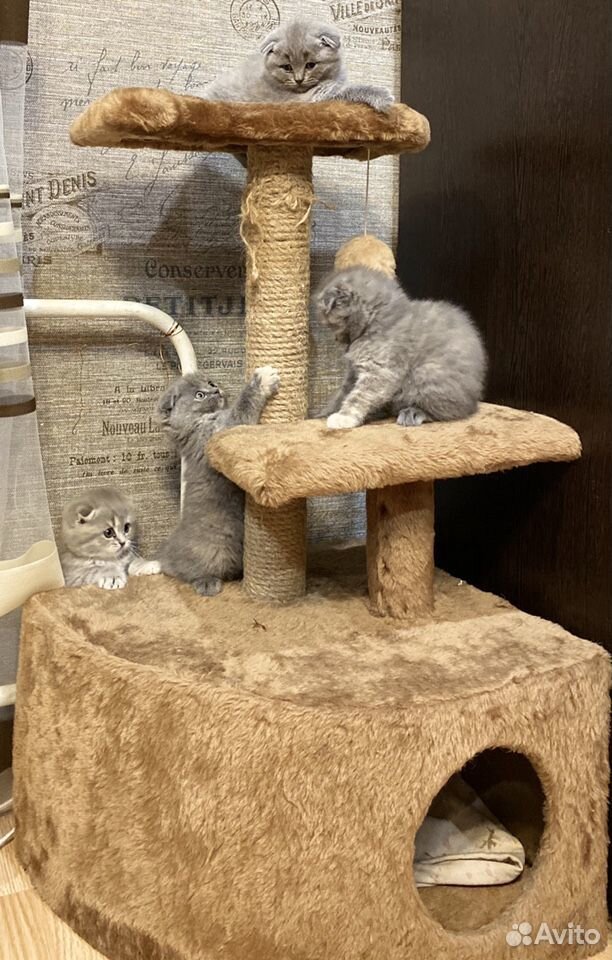 Шотландские вислоухие котята