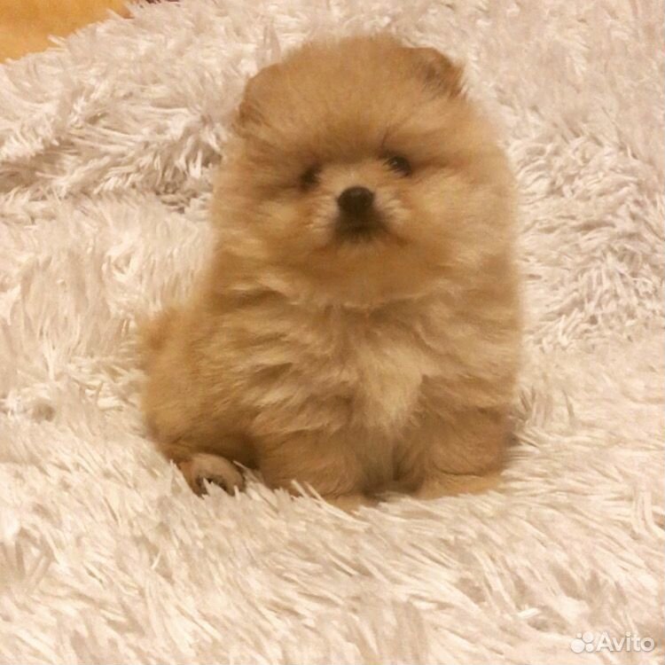 Маша и Миша