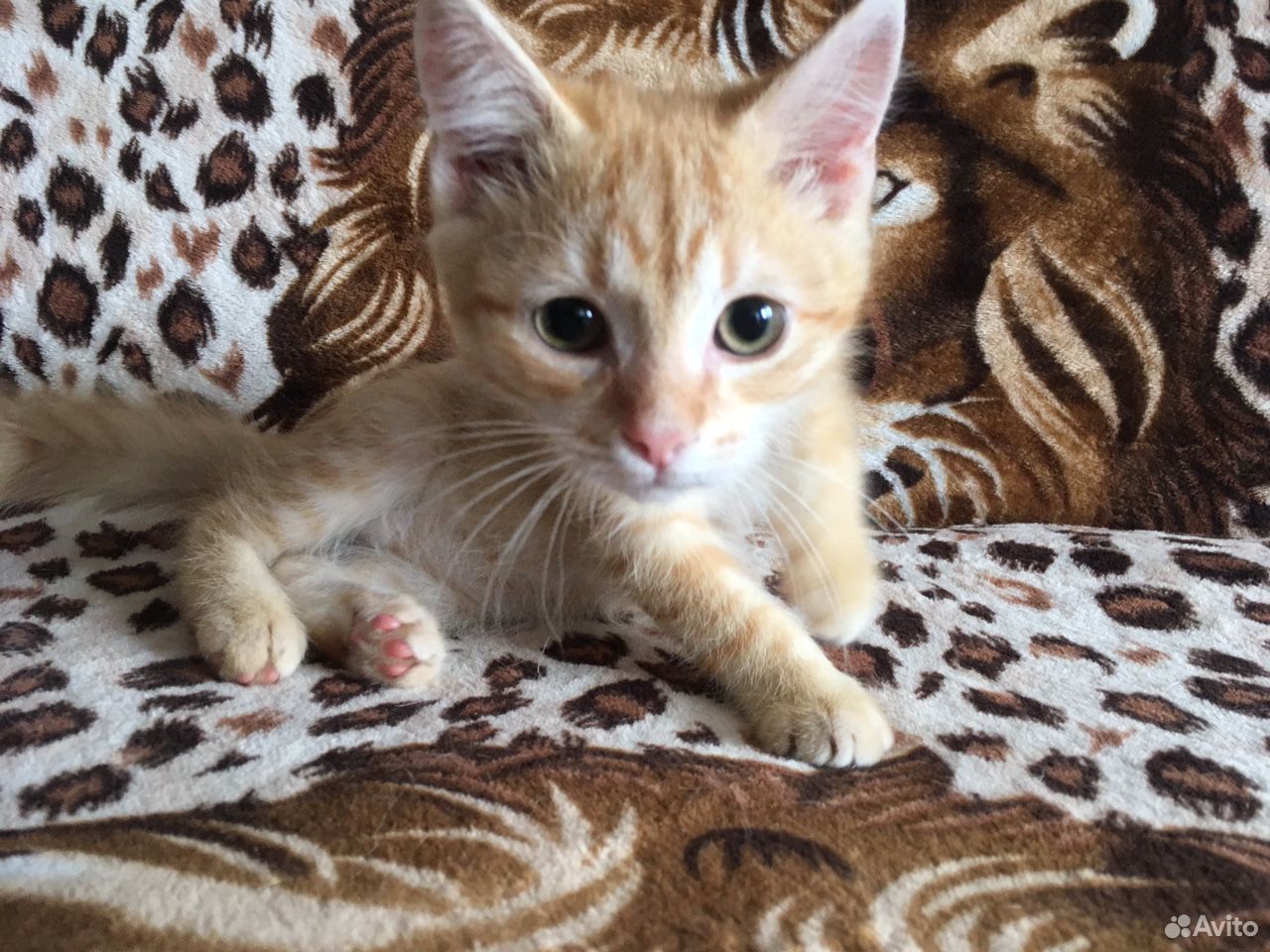 Рыжик в поисках дома