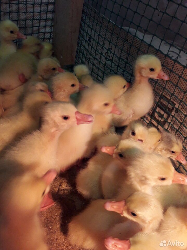 Гусята Линда