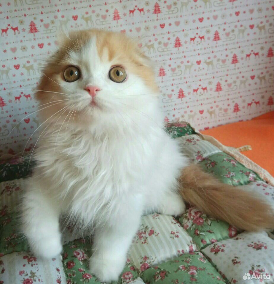 Шотландская