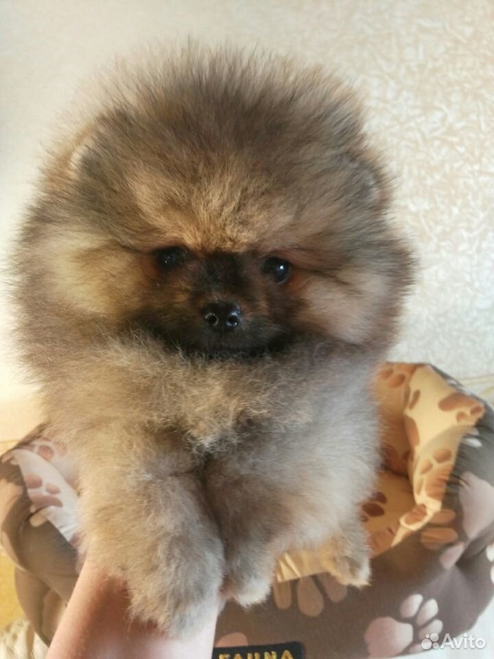 Девочка - мишка