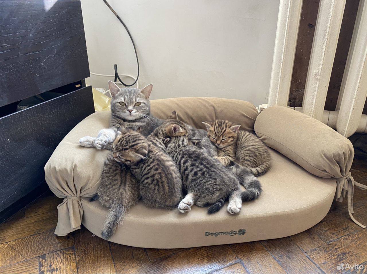 Котята британцы