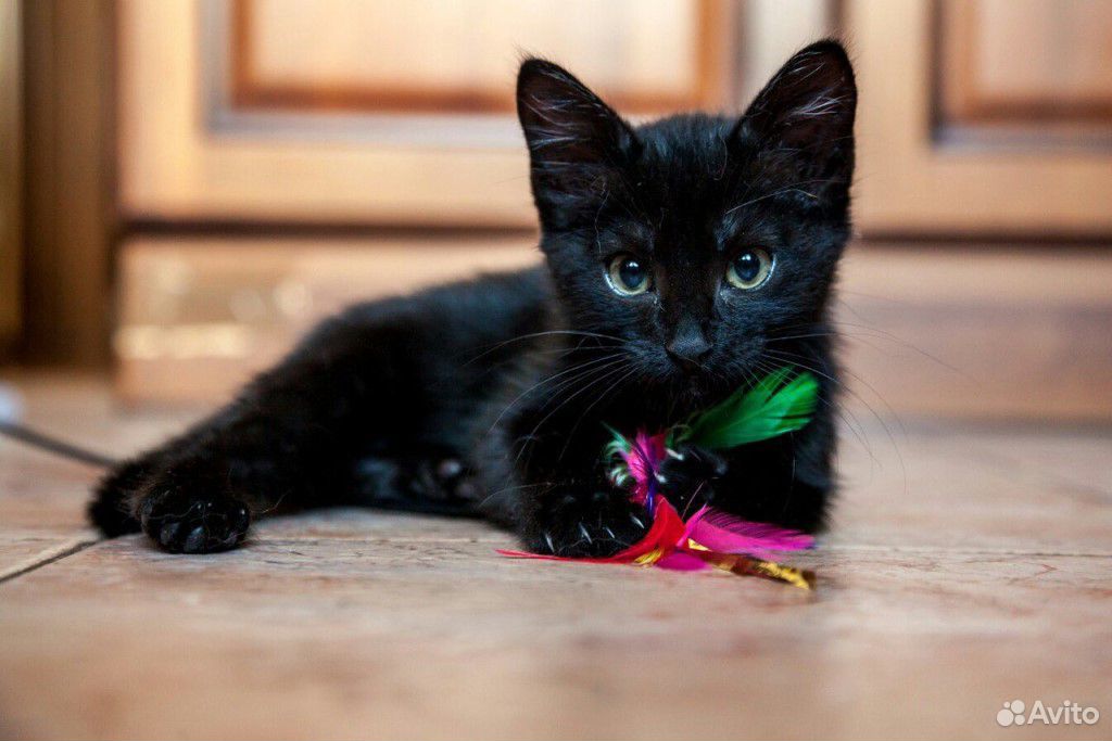 Котенок,мальчик,привитый, 3 мес ищет дом