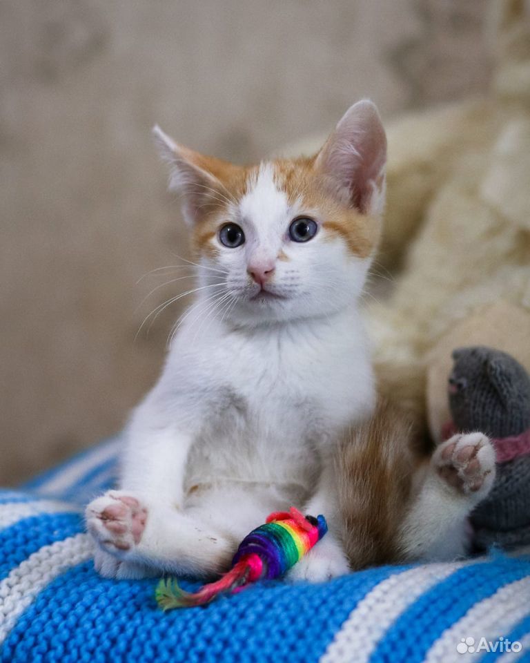 Котомальчик Савелий в добрые ручки