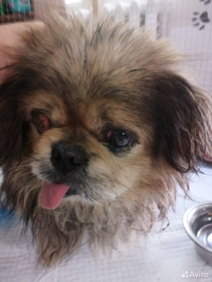 Найден пекинес