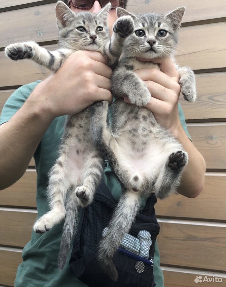 Котята 2х месячные