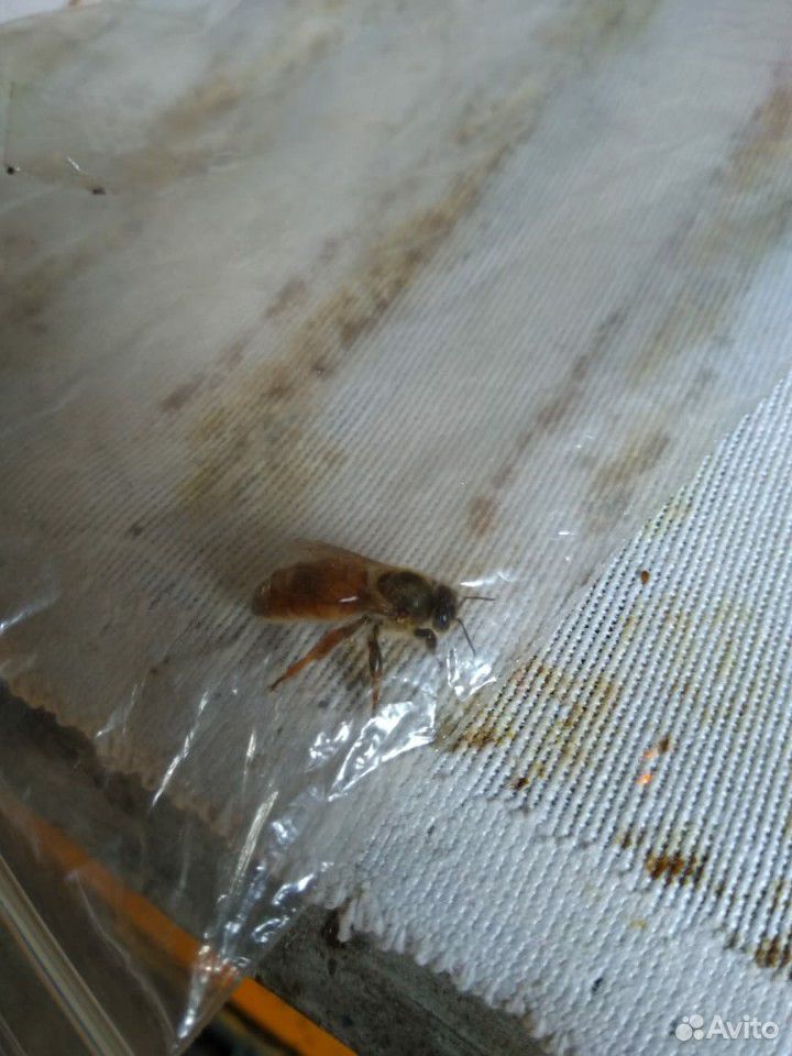 Матка пчелиная карпатка