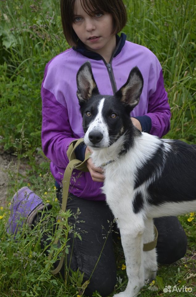 Барбос ждет хозяина