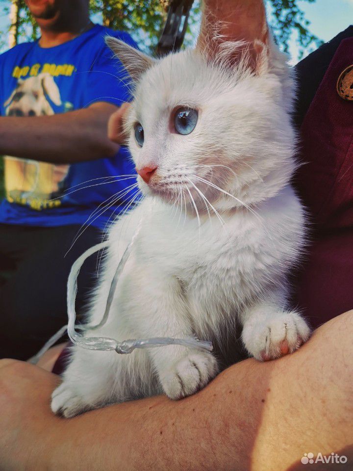 Отдам кошку