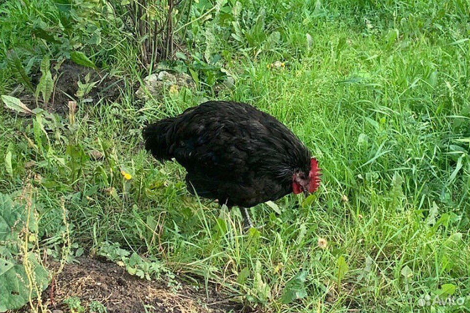Продам поюзанную чёрную курицу