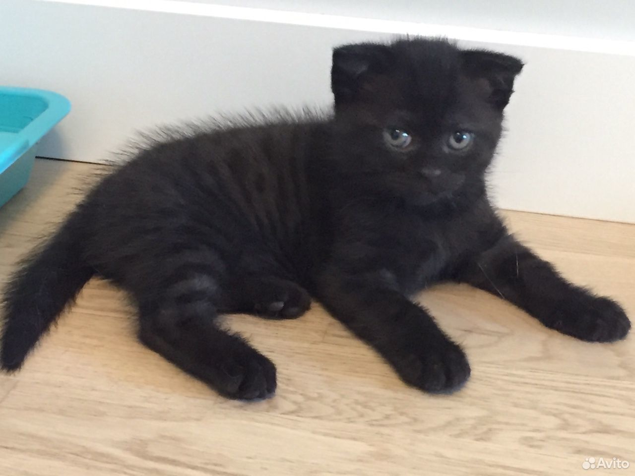 Котик шотландский вислоушка