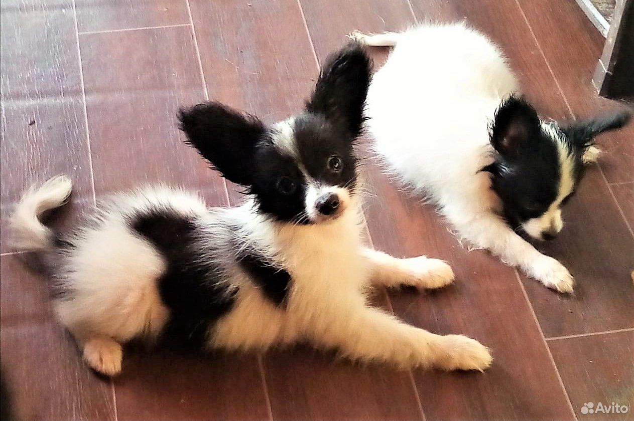 Черно белое чудо папийон