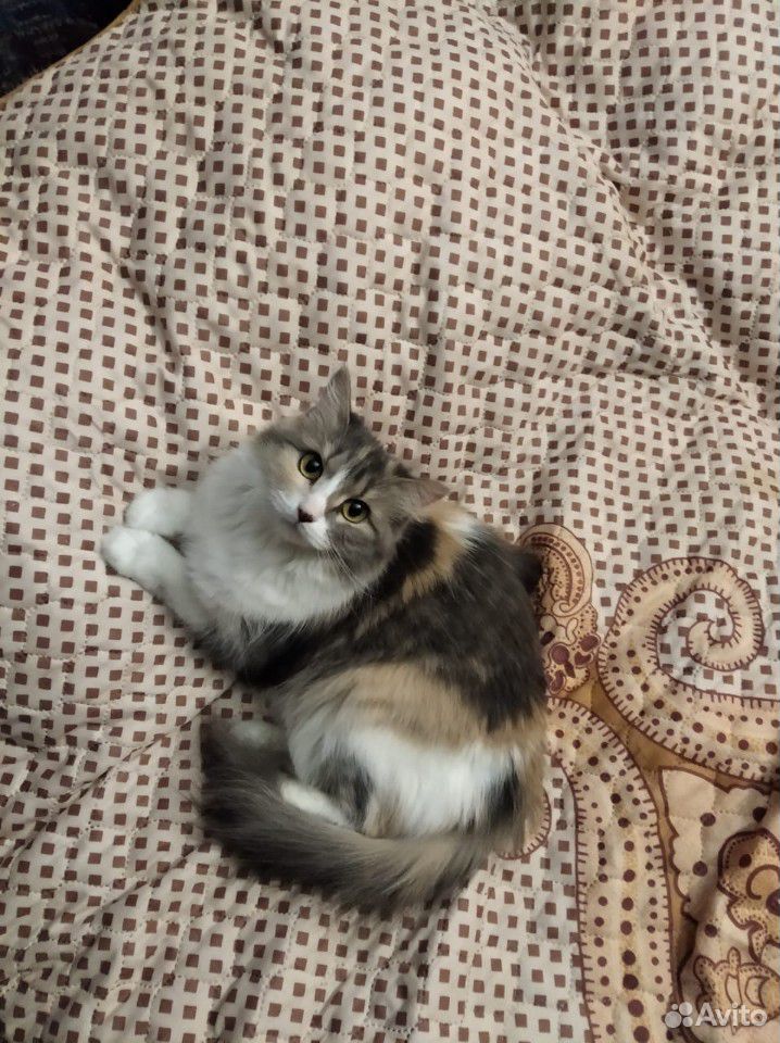 Кошка