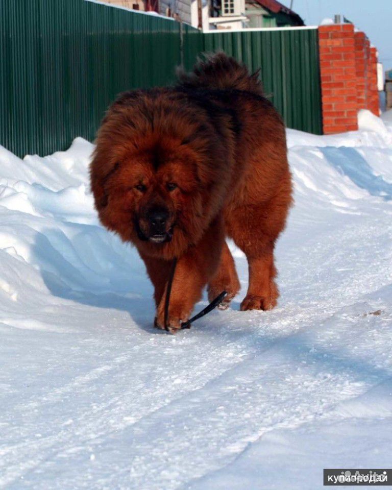 Мастиф