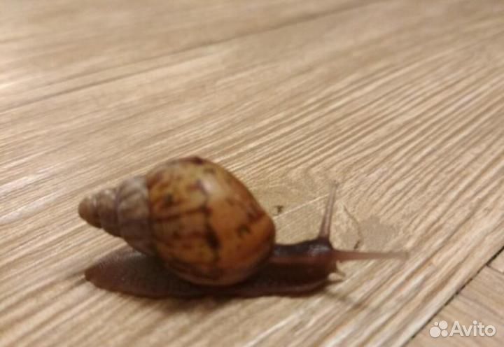 Улитка Ахатина Маленькая 2-3 месяца