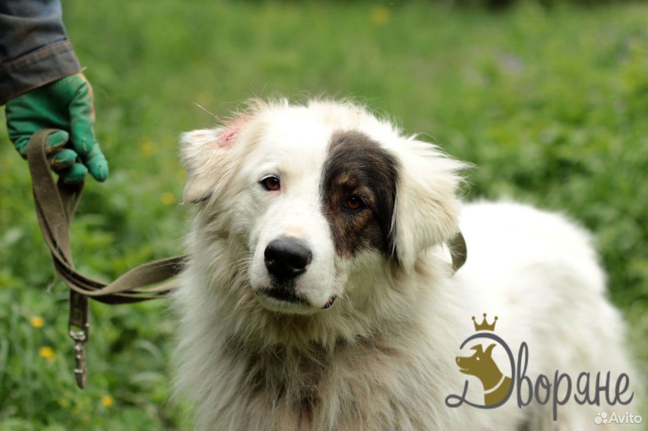 Верный друг Беляш