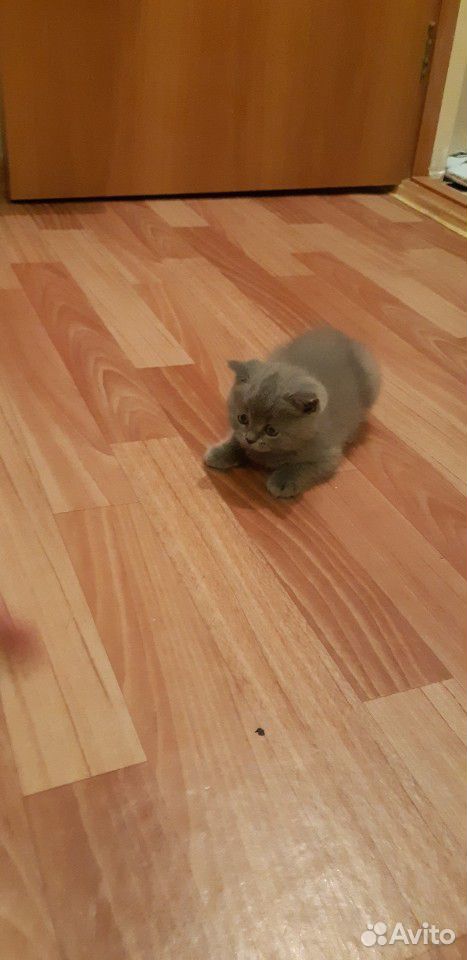 Британский плюшевый котенок