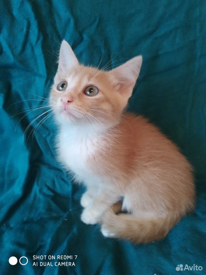 Рыжий котенок в добрые руки