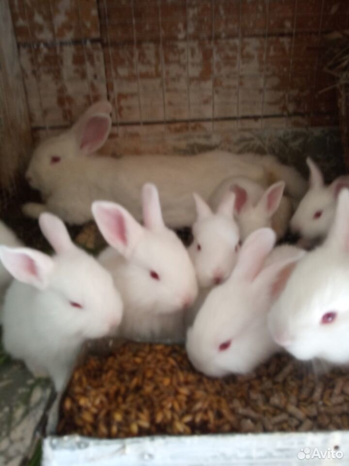 Кролики бройлерной породы белый панон