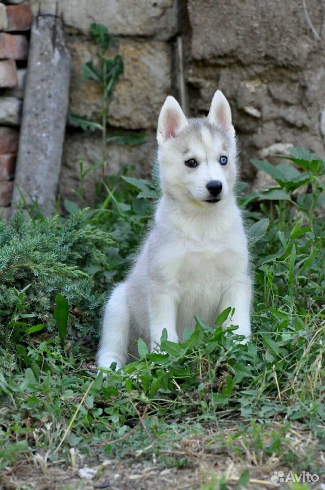 Сибирский хаски