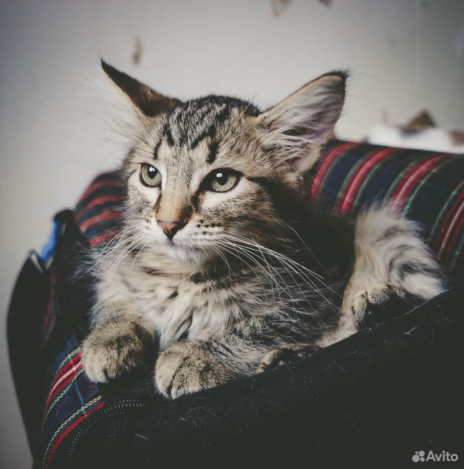 Котенок девочка шпротик 2,5 мес