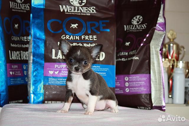 Девочка Чихуахуа редкого голубого окраса