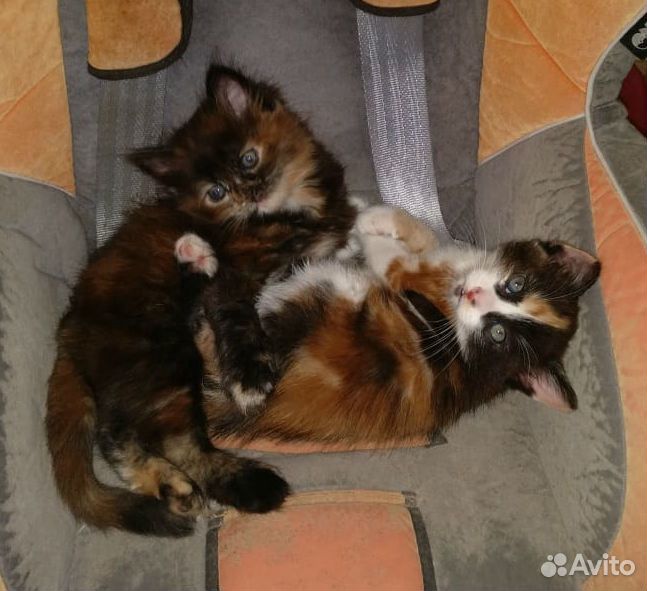Отдам в добрые руки чудесных трехцветных котят