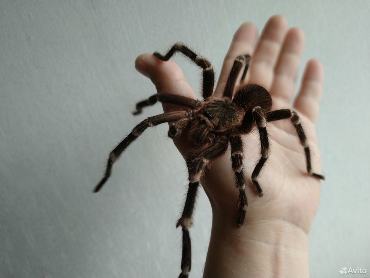 Паук самец безопасный