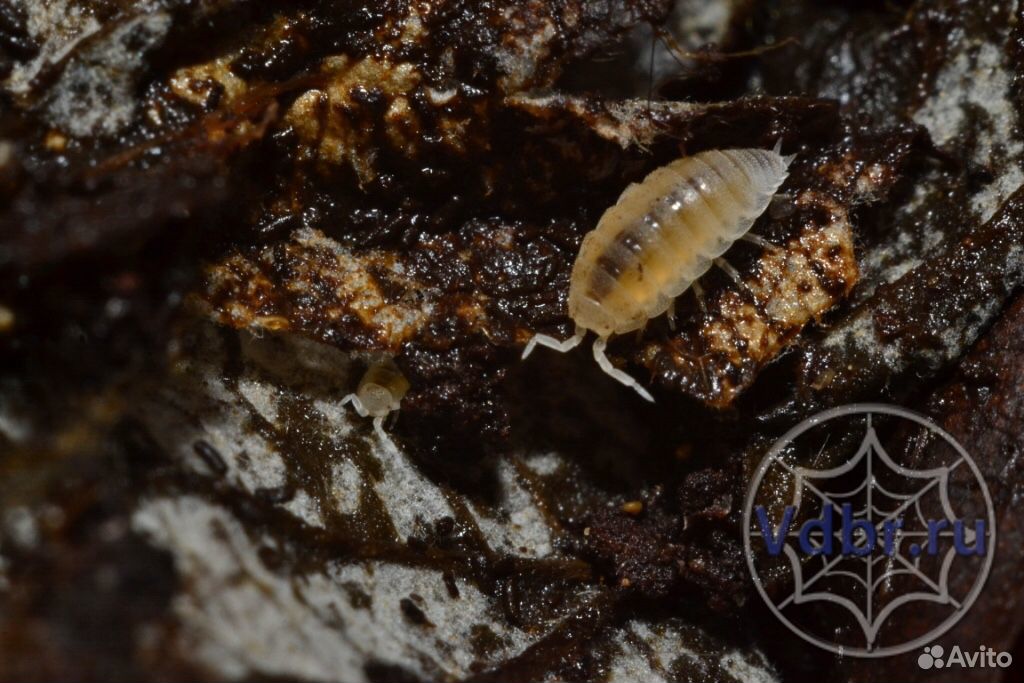 Белая тропическая мокрица (Trichorhina tomentosa)