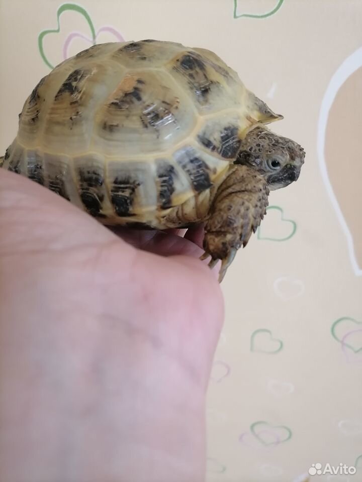 Черепаха