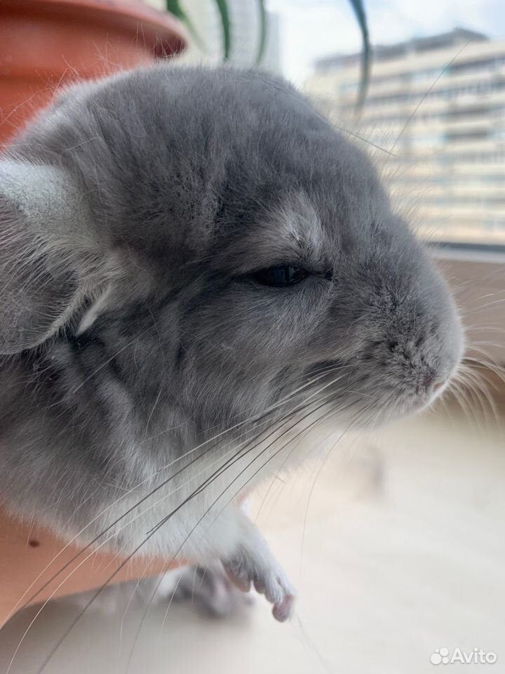 Шиншилла С клеткой