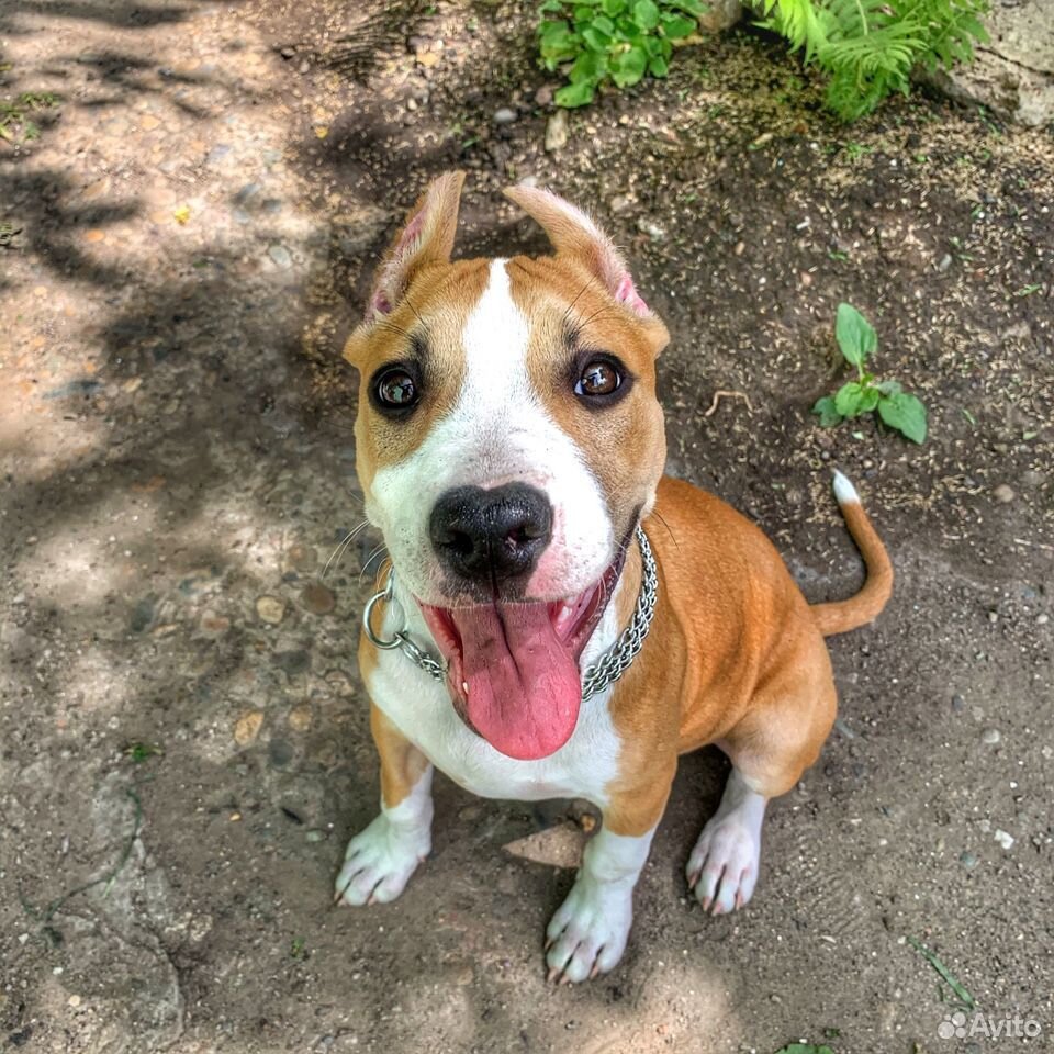 Щенок американского стаффордширдского терьера